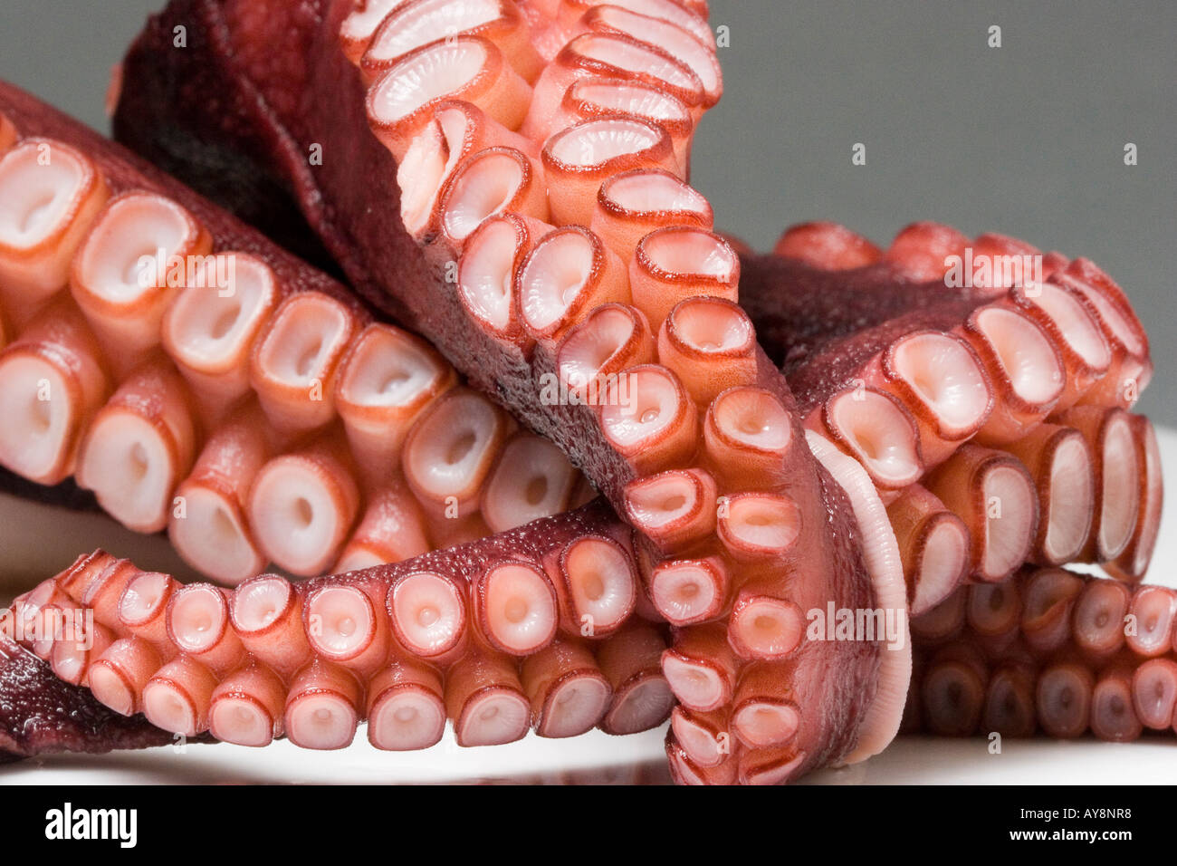 Octopus underwater together hi-res stock photography and images - Alamy