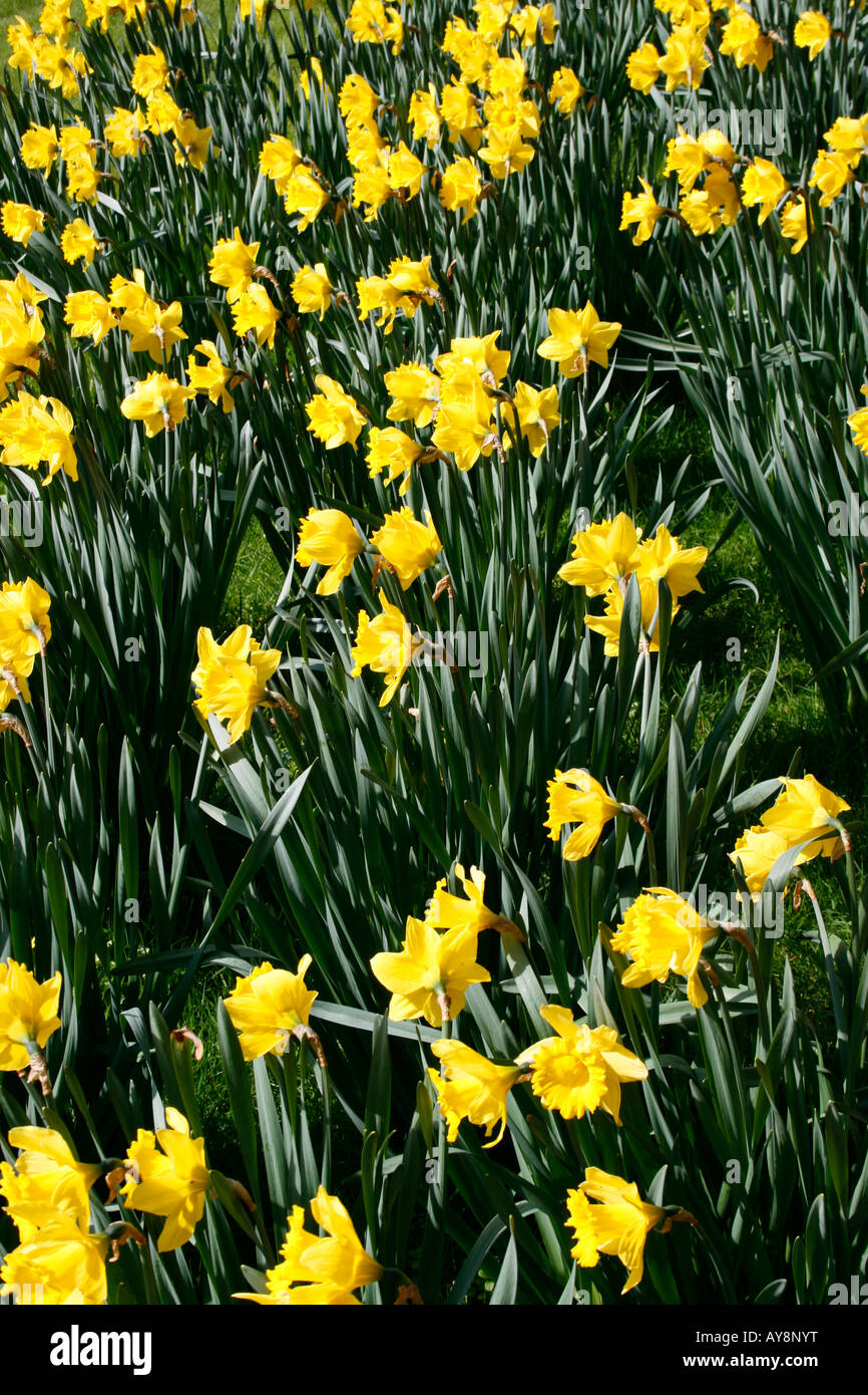 Full frame image of daffodils in bloom Stock Photo - Alamy