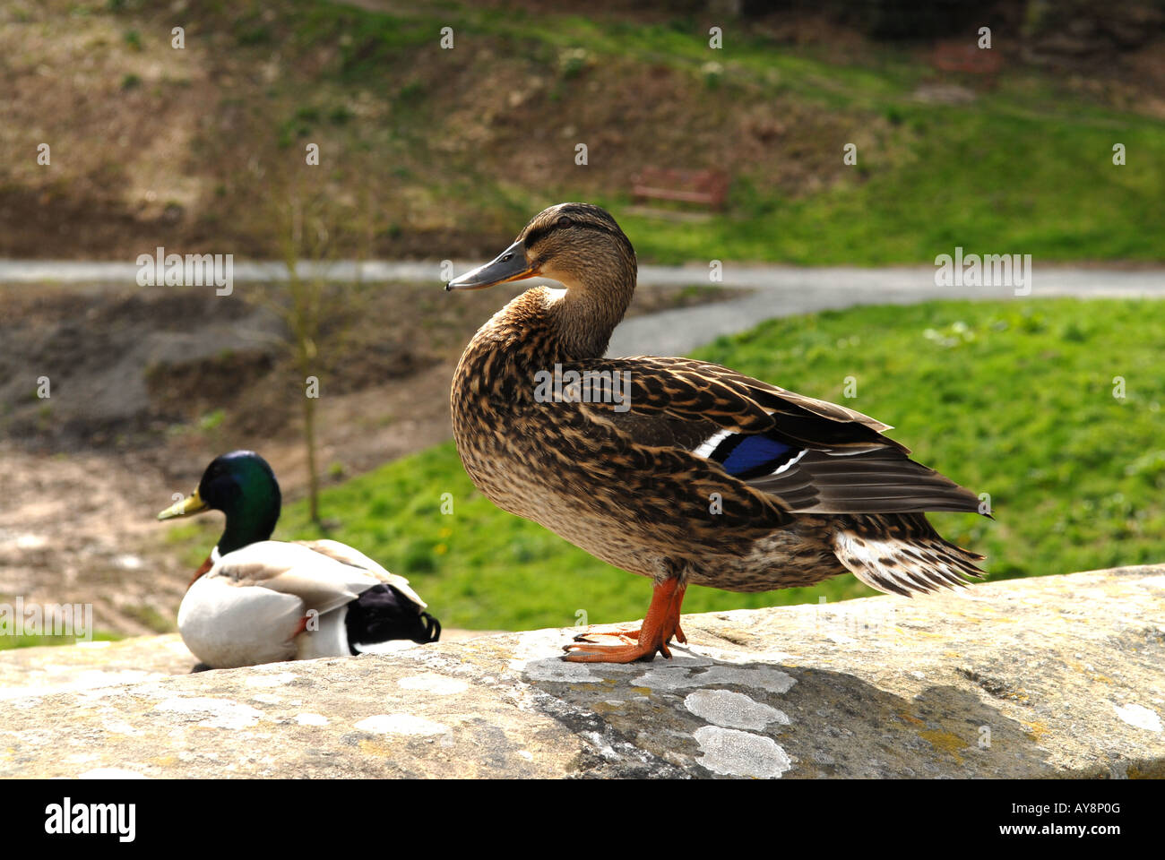 A pair of Mallard ducks sitting on the bridge over the River Teme in ...