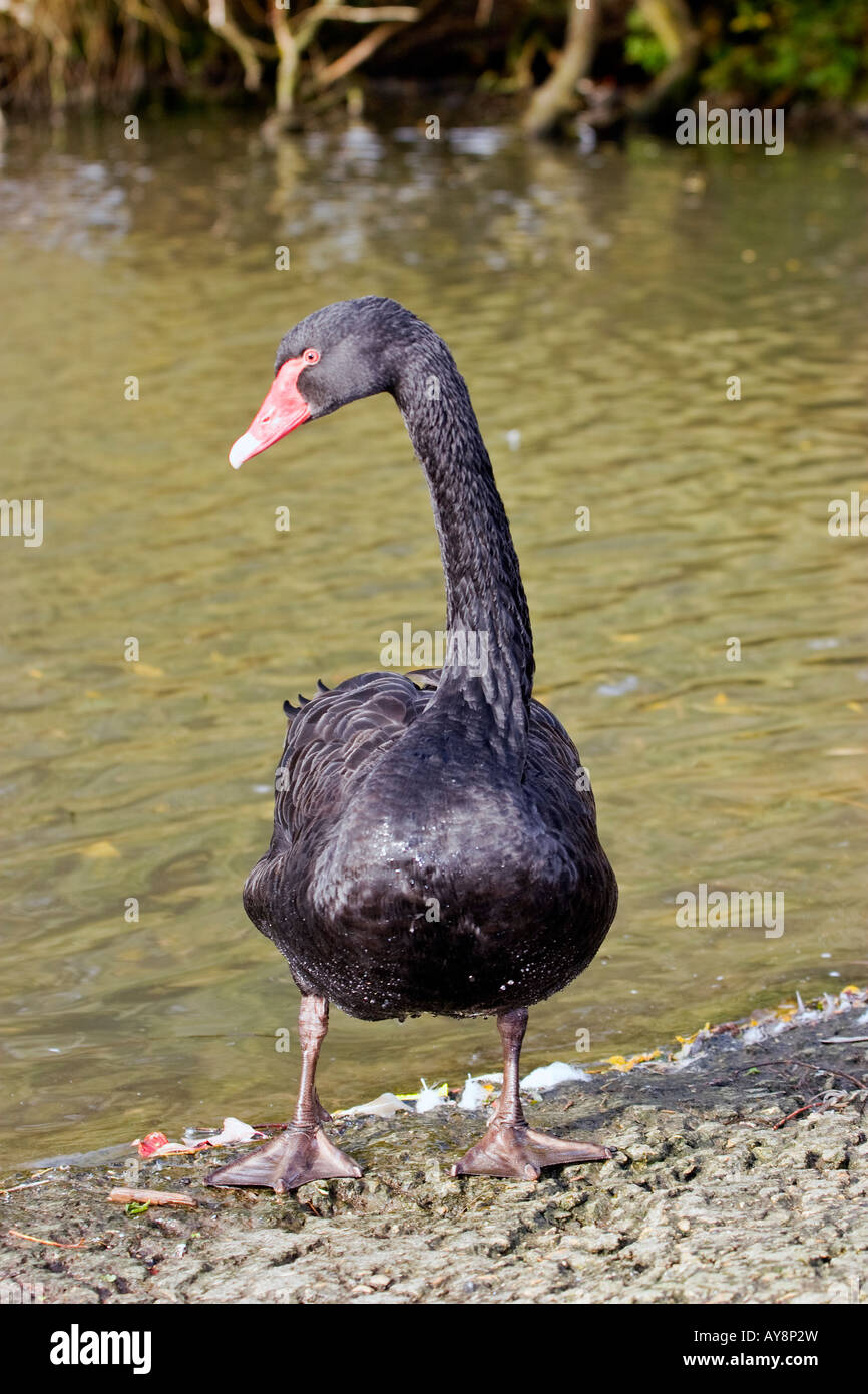 Black Swan at the Wildfowl and Wetlands Trust site at Slimbridge Stock ...