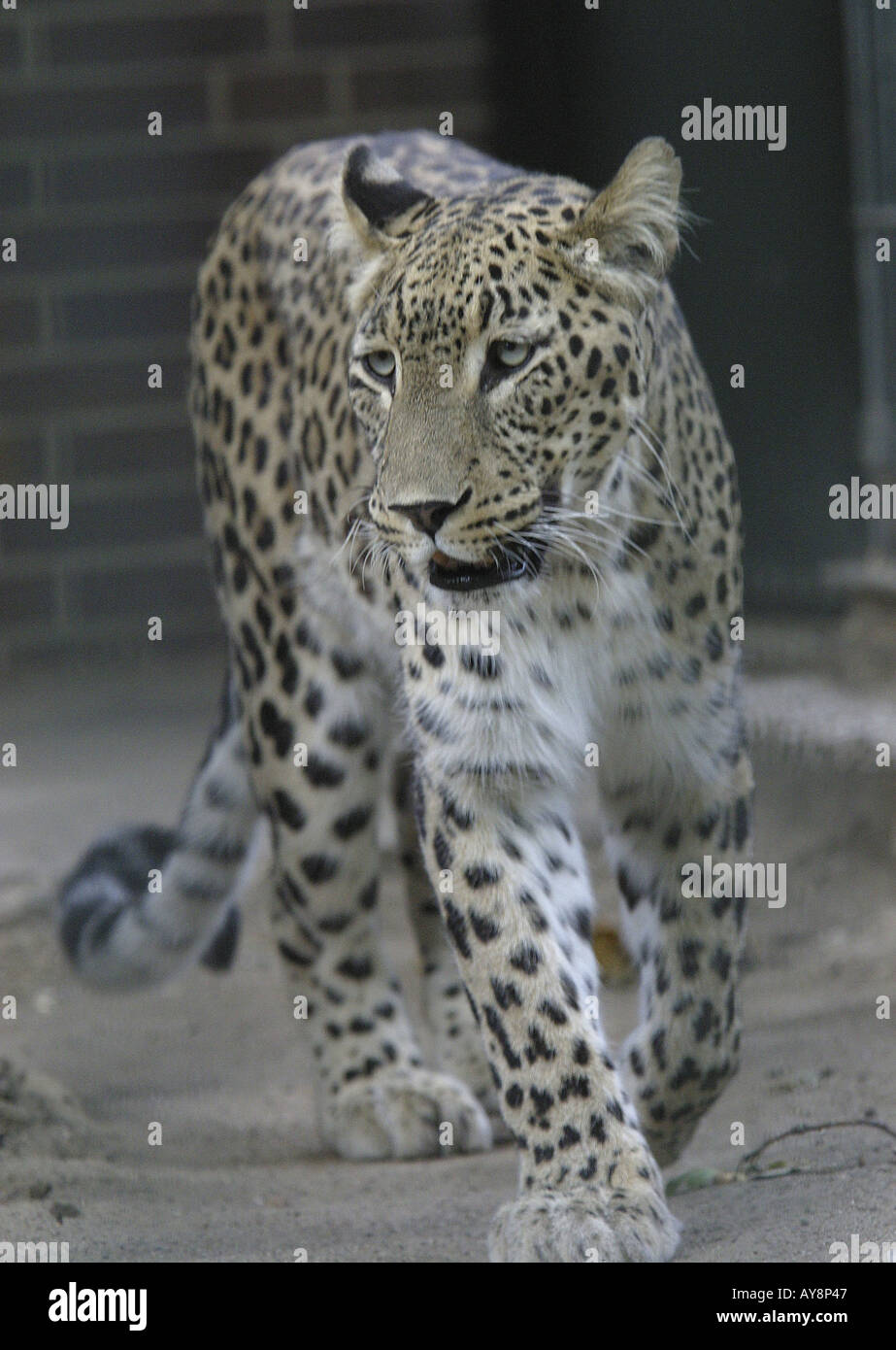 Tiere leopard hi-res stock photography and images - Alamy