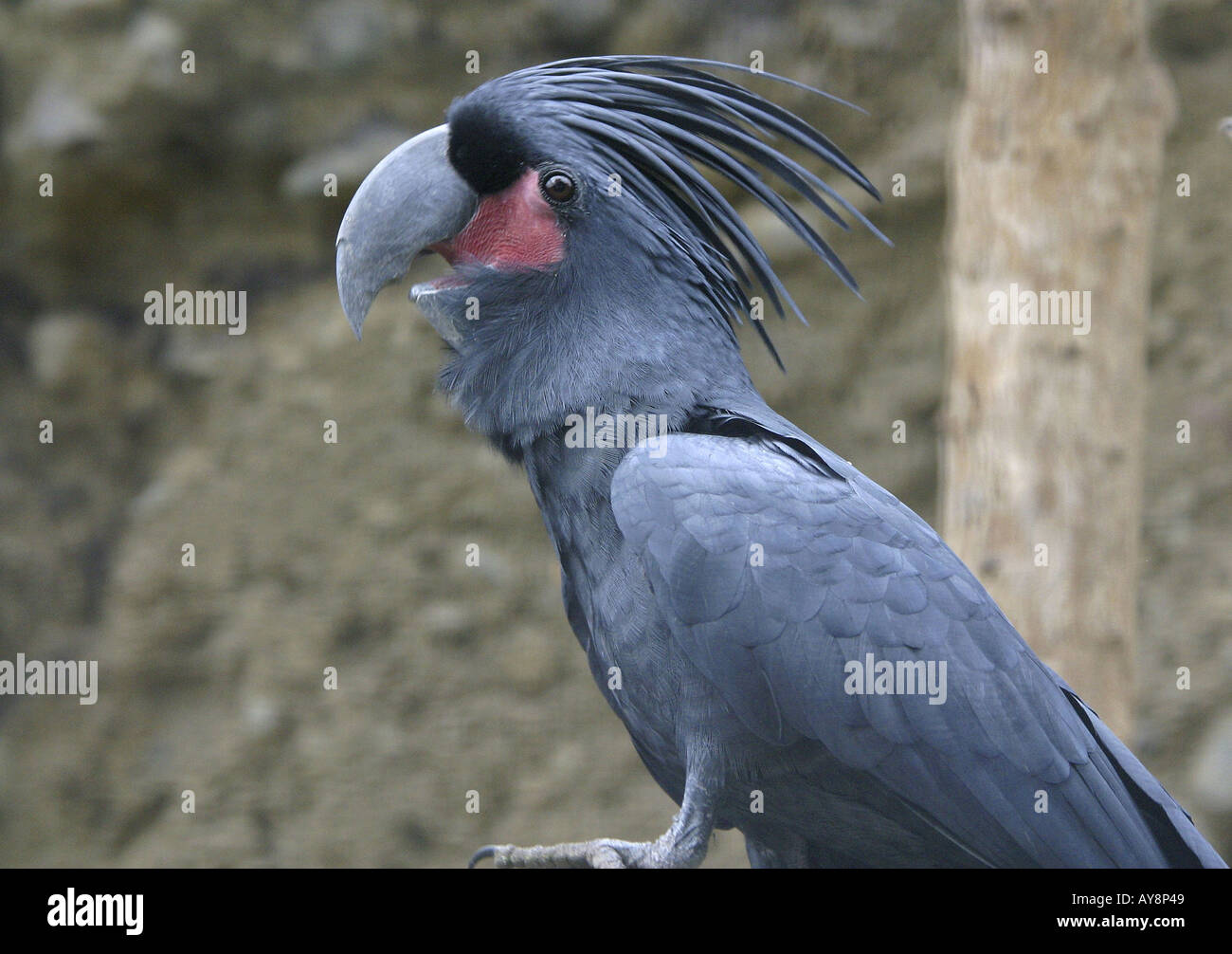 Ara kakadu hi-res stock photography and images - Alamy