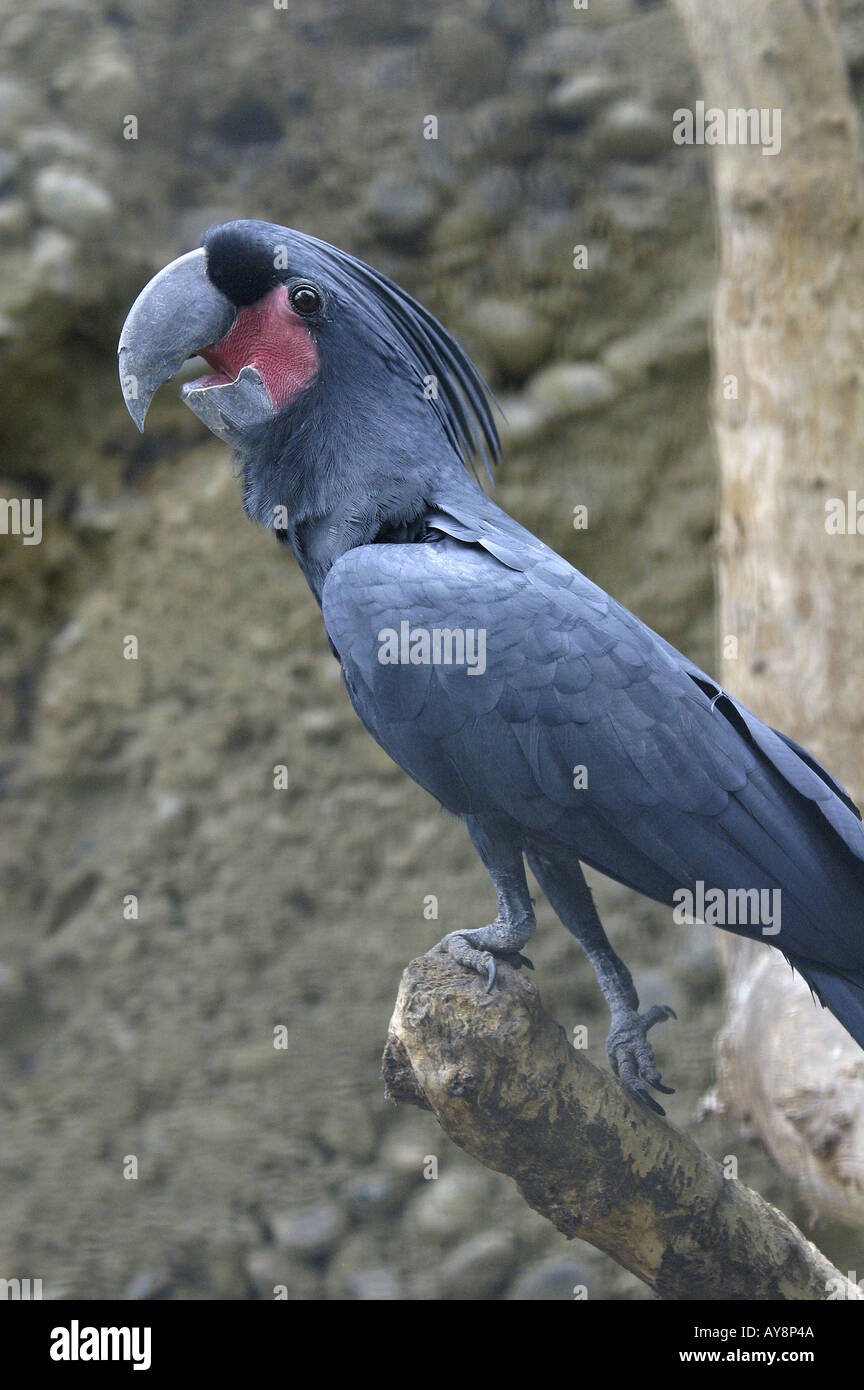 Ara kakadu hi-res stock photography and images - Alamy