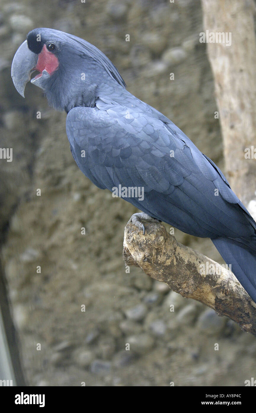 Ara kakadu hi-res stock photography and images - Alamy