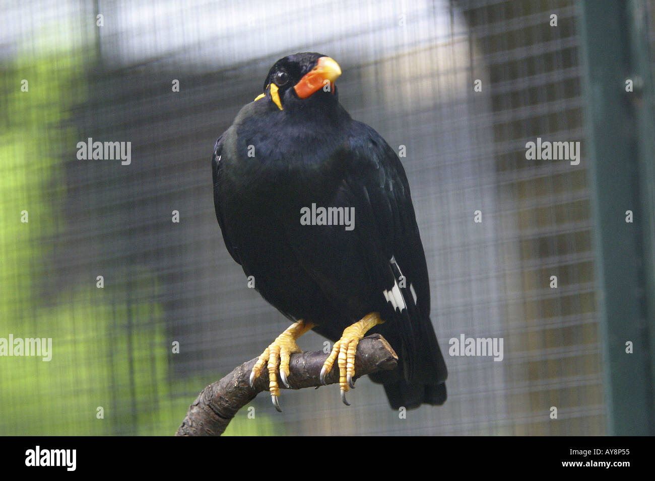 Beo vogel hi-res stock photography and images - Alamy