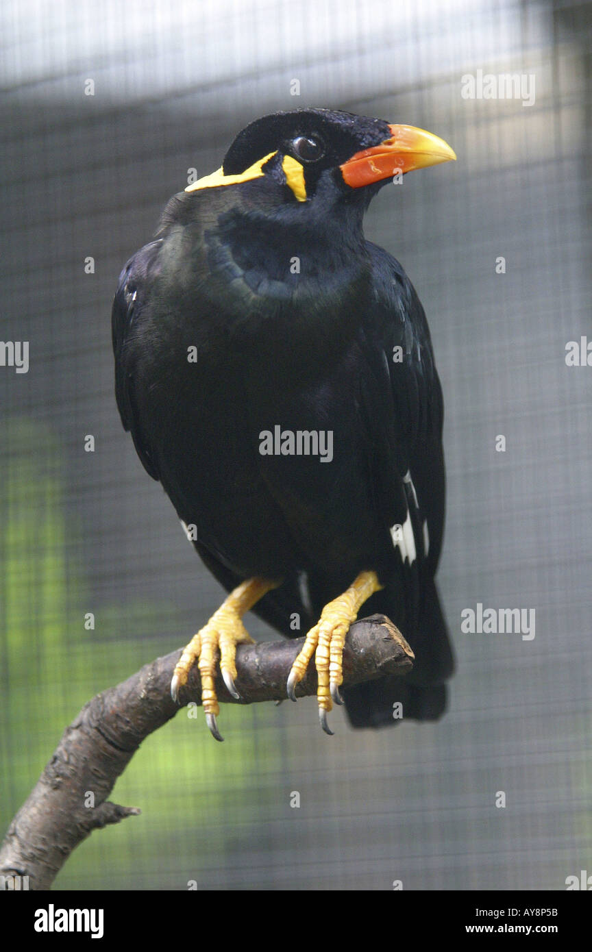 Beo bird hi-res stock photography and images - Alamy