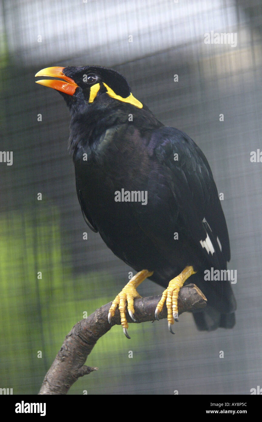 Beo vogel hi-res stock photography and images - Alamy