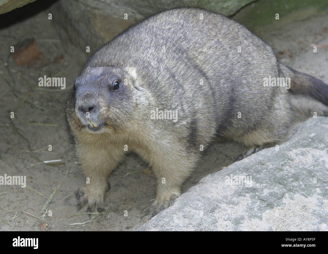 Bobak hi-res stock photography and images - Alamy