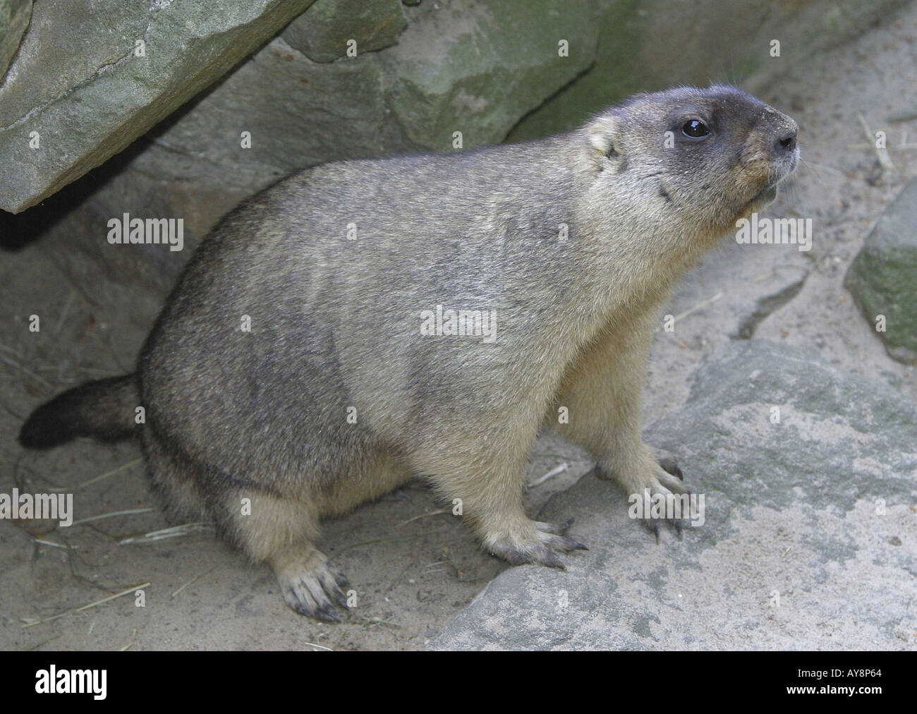 Bobak hi-res stock photography and images - Alamy