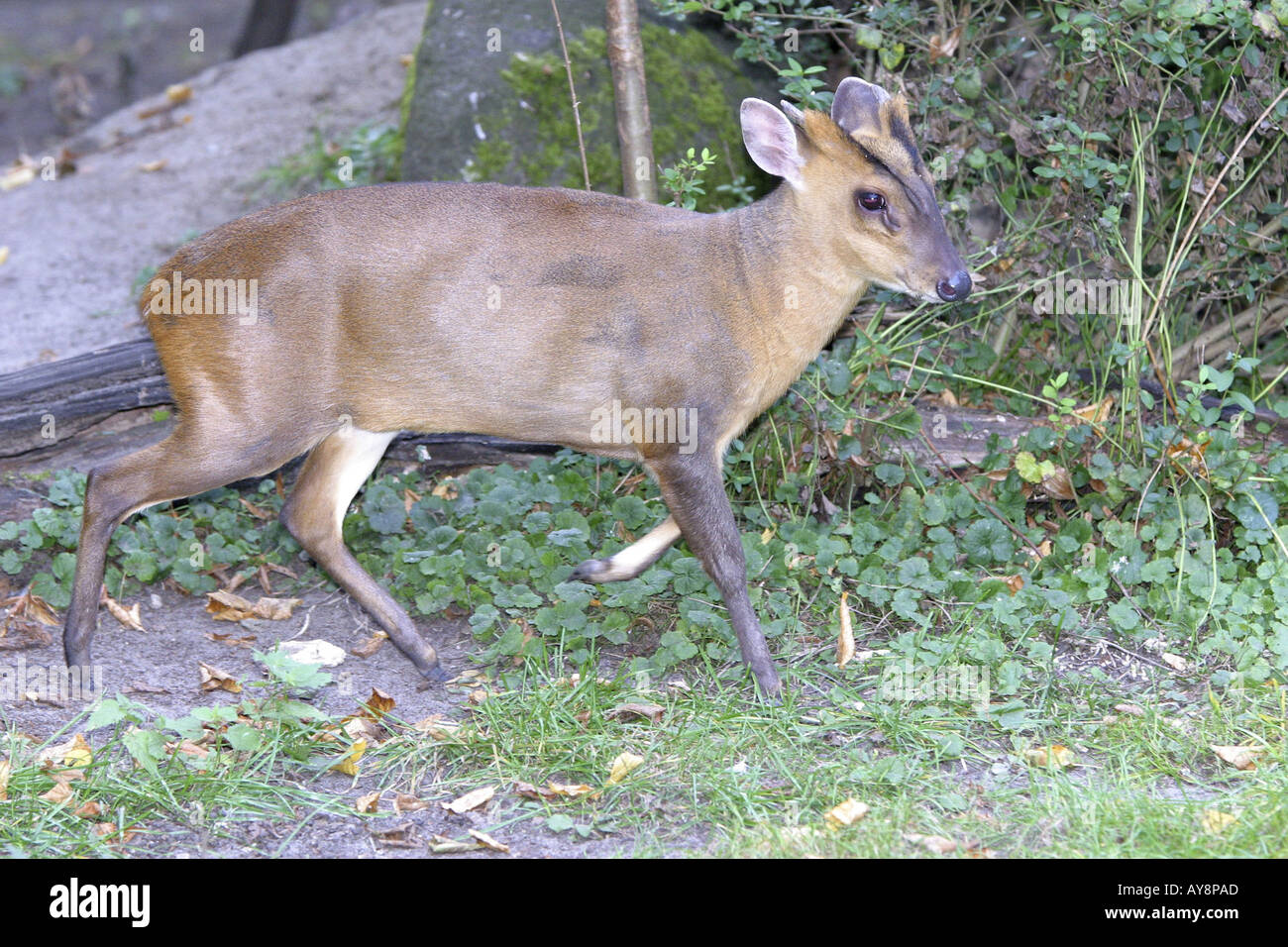 Chinesischer muntjak hi-res stock photography and images - Alamy