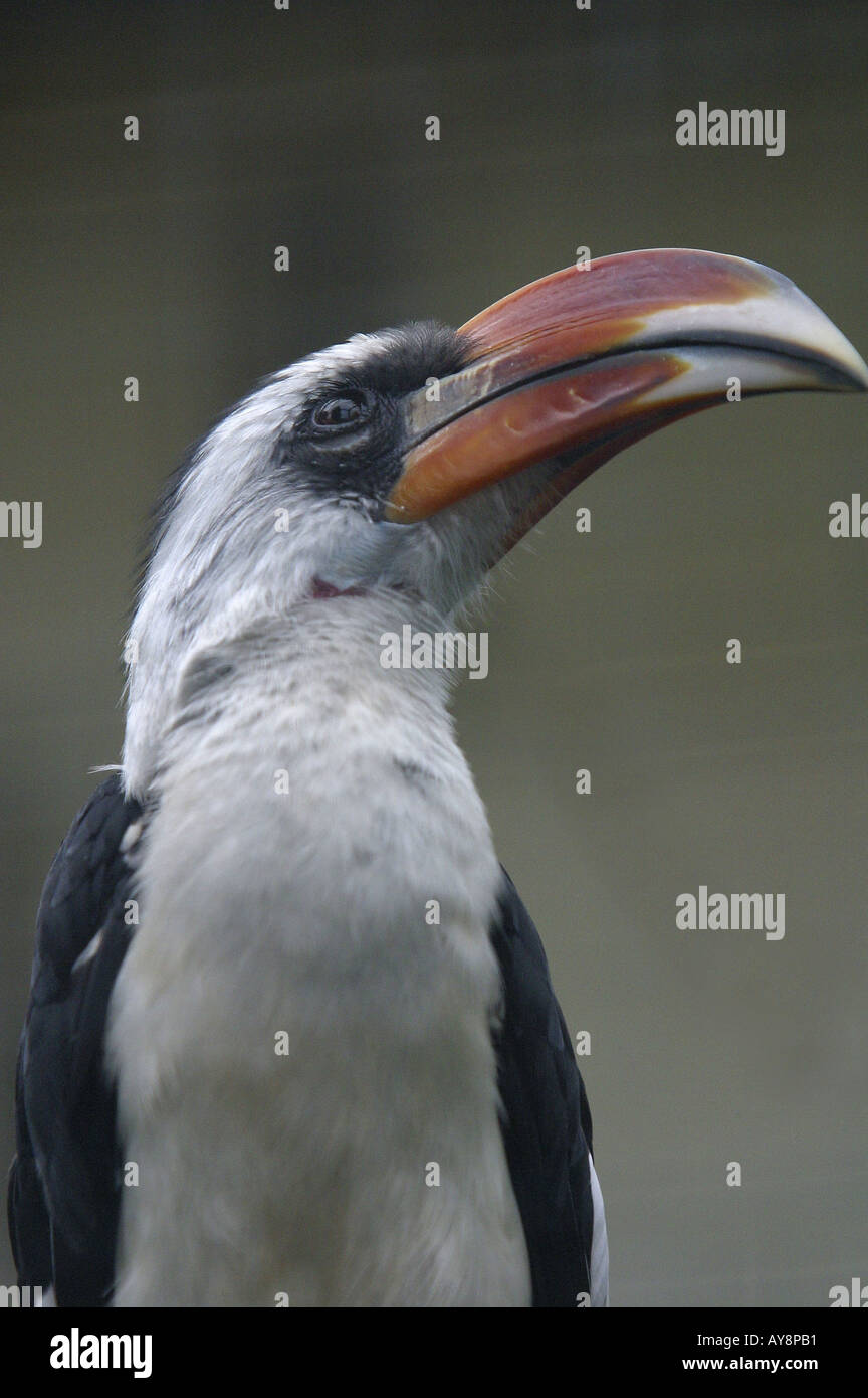 Tocko hi-res stock photography and images - Alamy