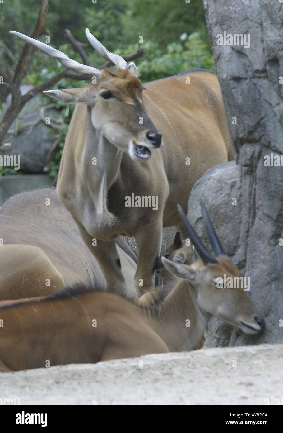 Elenantilope hi-res stock photography and images - Alamy