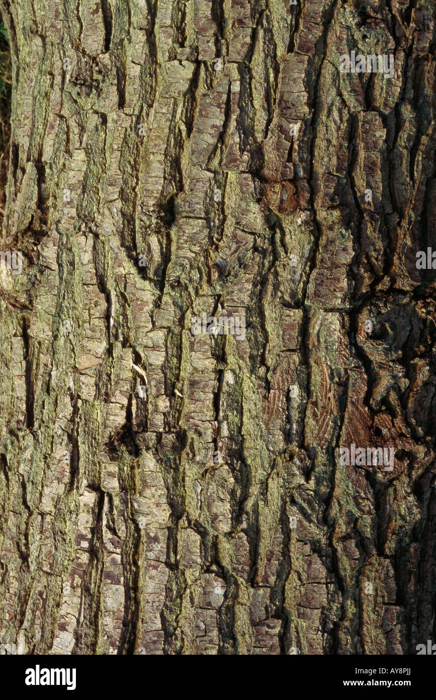 Tree bark hi-res stock photography and images - Alamy