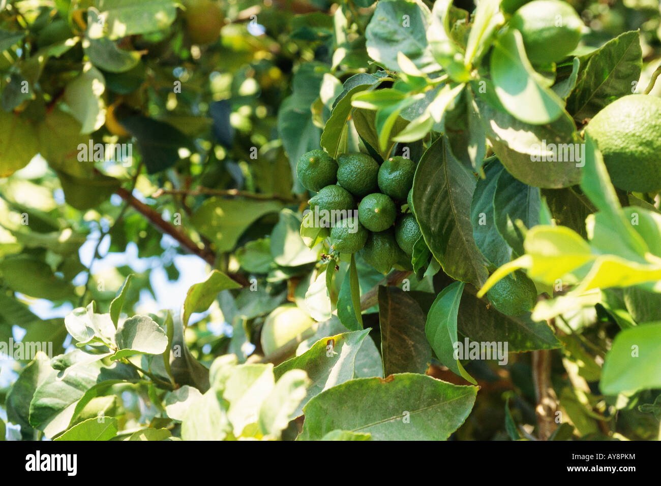 Lime tree leaves close shot hi-res stock photography and images - Alamy
