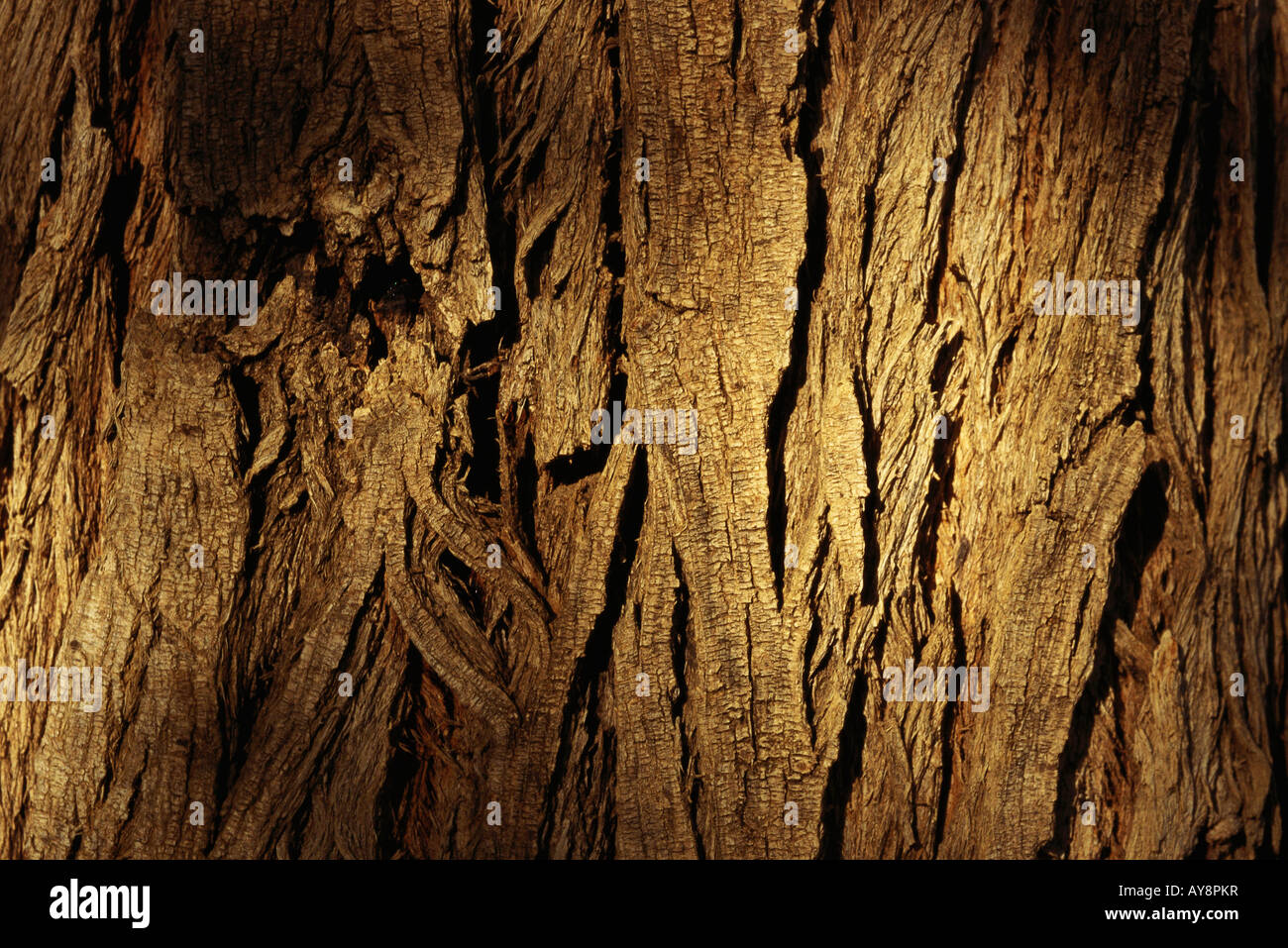 Tree bark, extreme close-up Stock Photo - Alamy