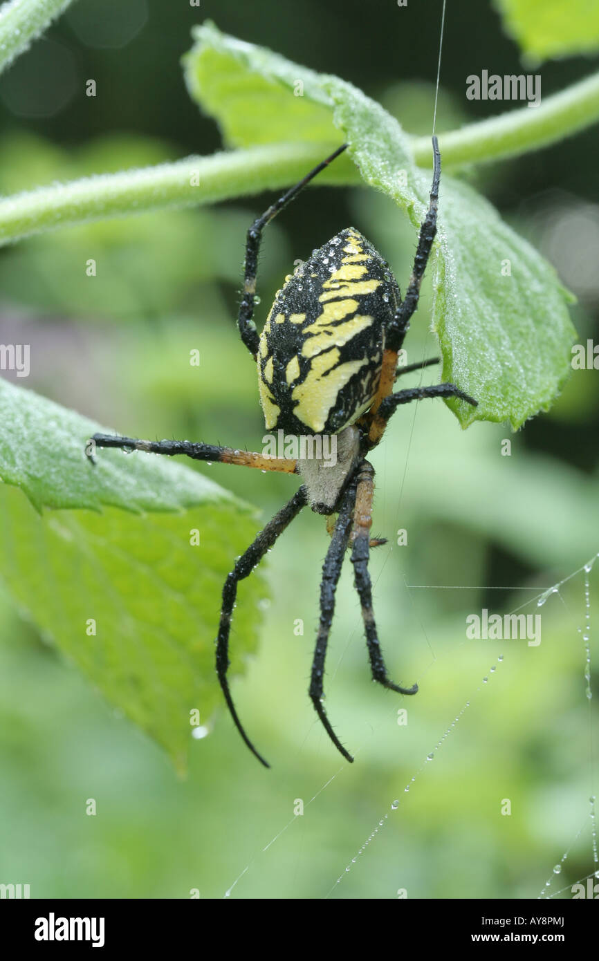 Orb-weaver spider, Argiope aurantia, female Stock Photo - Alamy