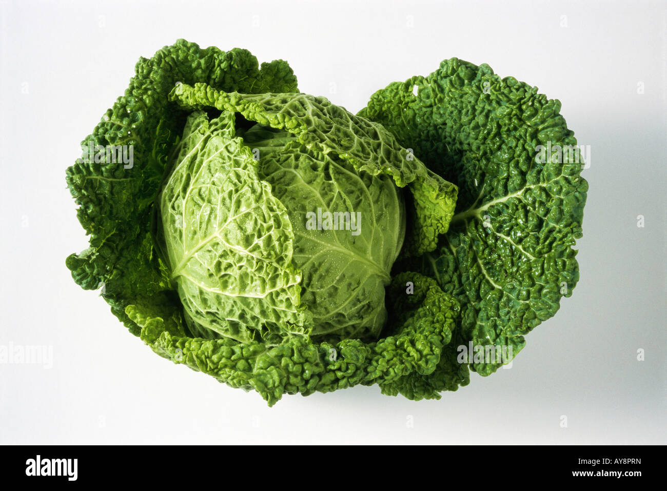 Cabbage images hi-res stock photography and images - Alamy