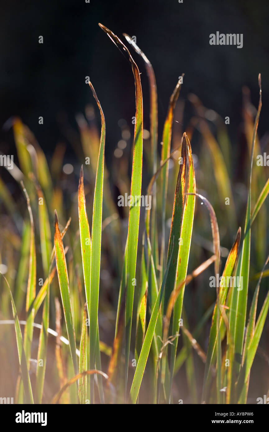 Dk plant hi-res stock photography and images - Alamy