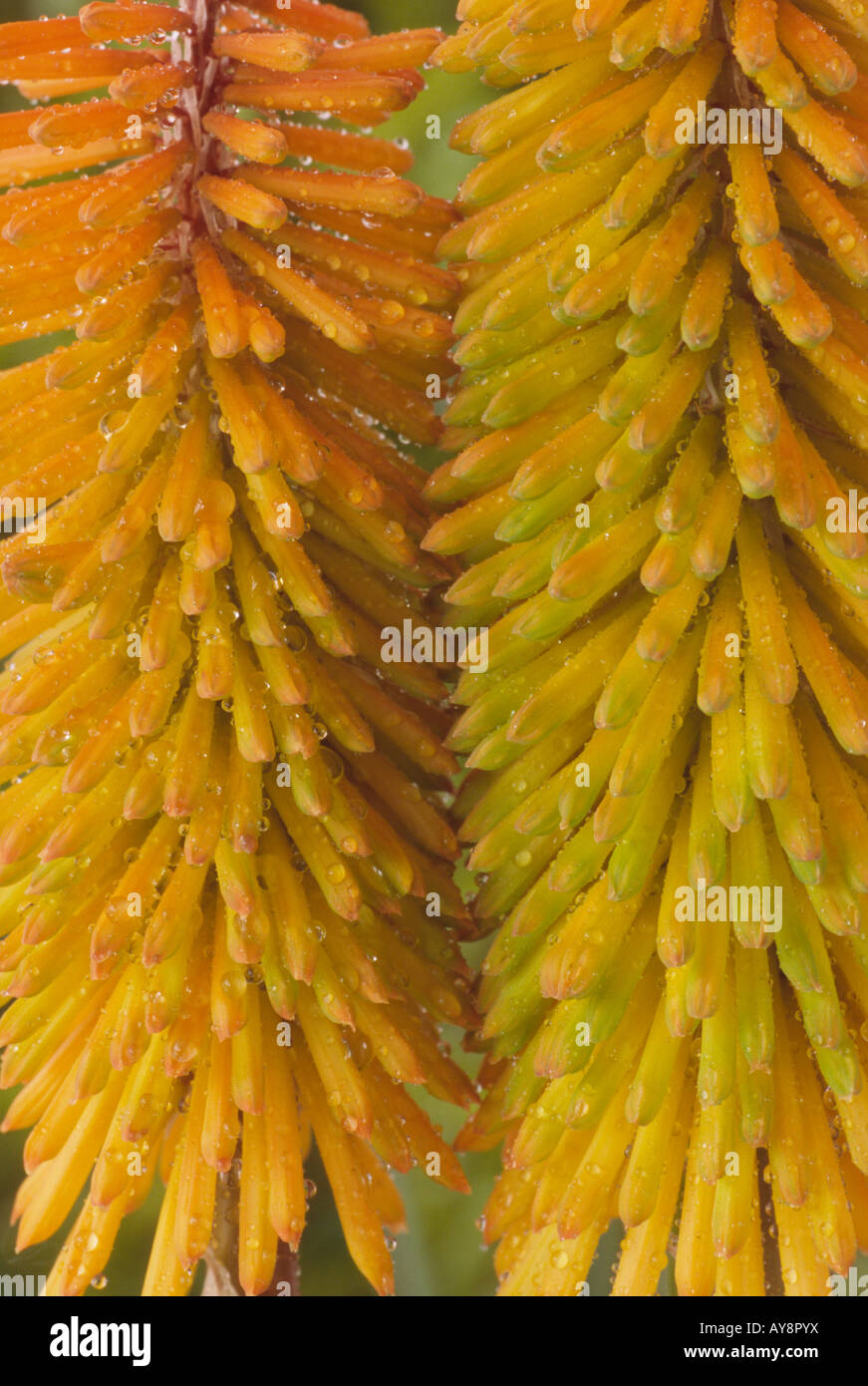 (kniphofia) bee’s sunset hi-res stock photography and images - Alamy