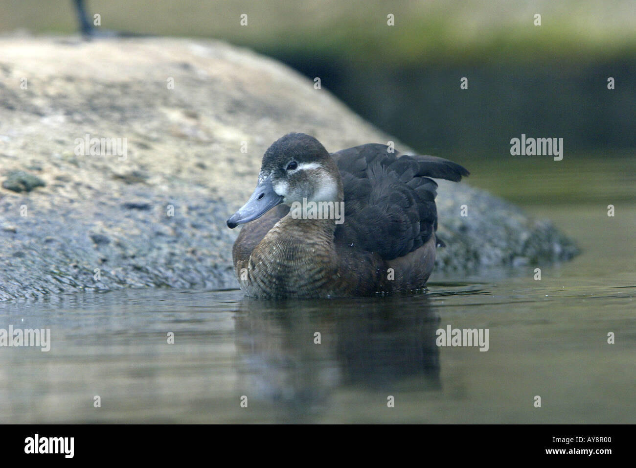 Ente bird wasser natur hi-res stock photography and images - Alamy