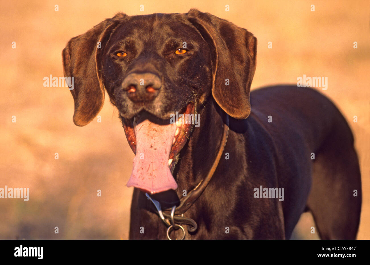"male "^German Short ^Haired ^Pointer" dog, USA Stock Photo - Alamy