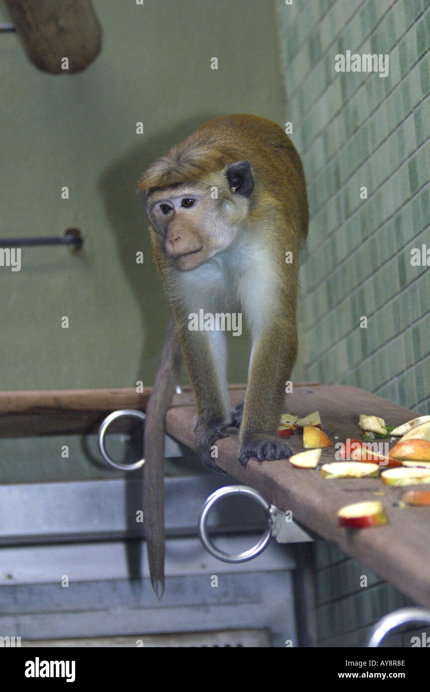Gerion hi-res stock photography and images - Alamy