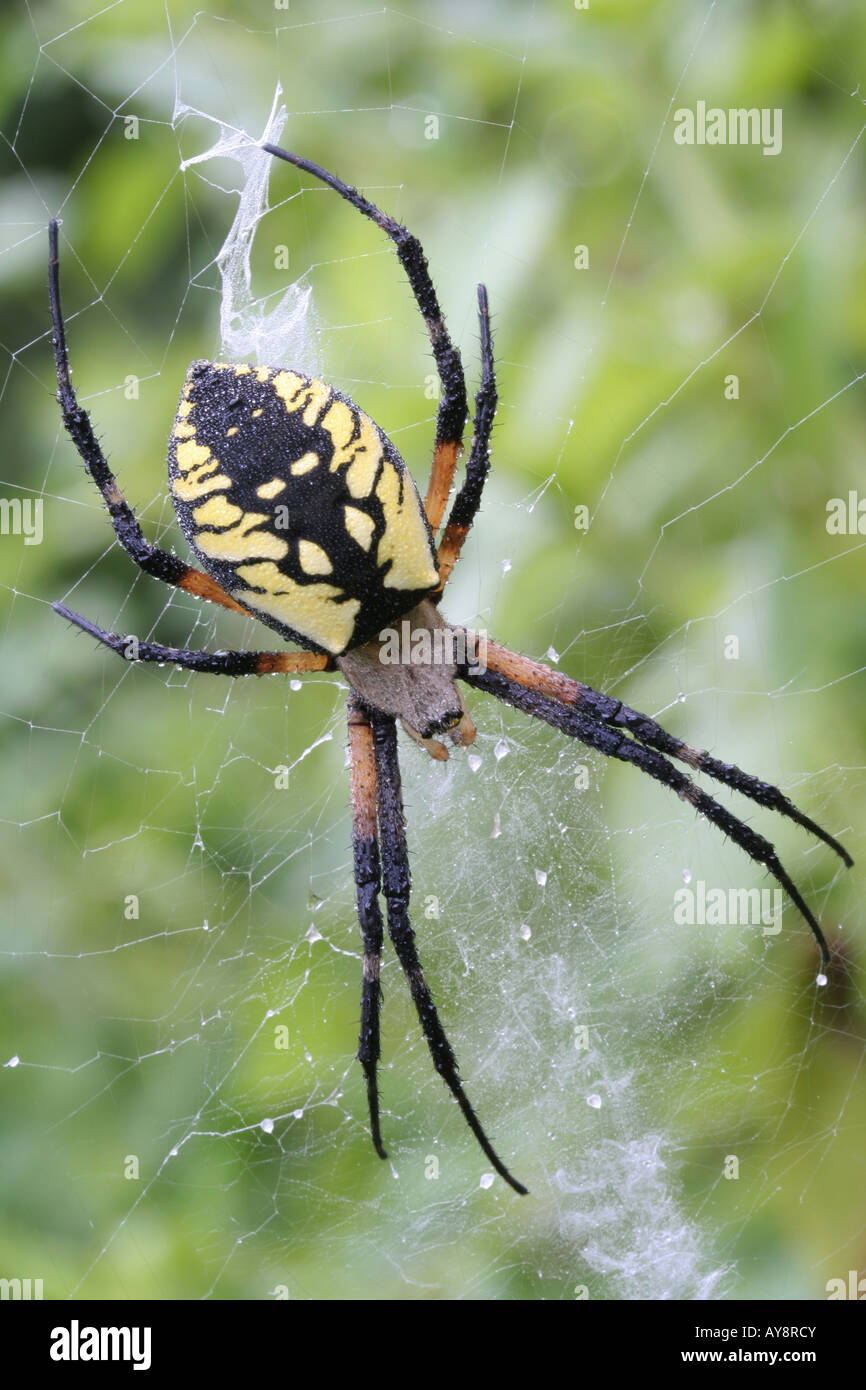 Orb-weaver spider, Argiope aurantia, female Stock Photo - Alamy