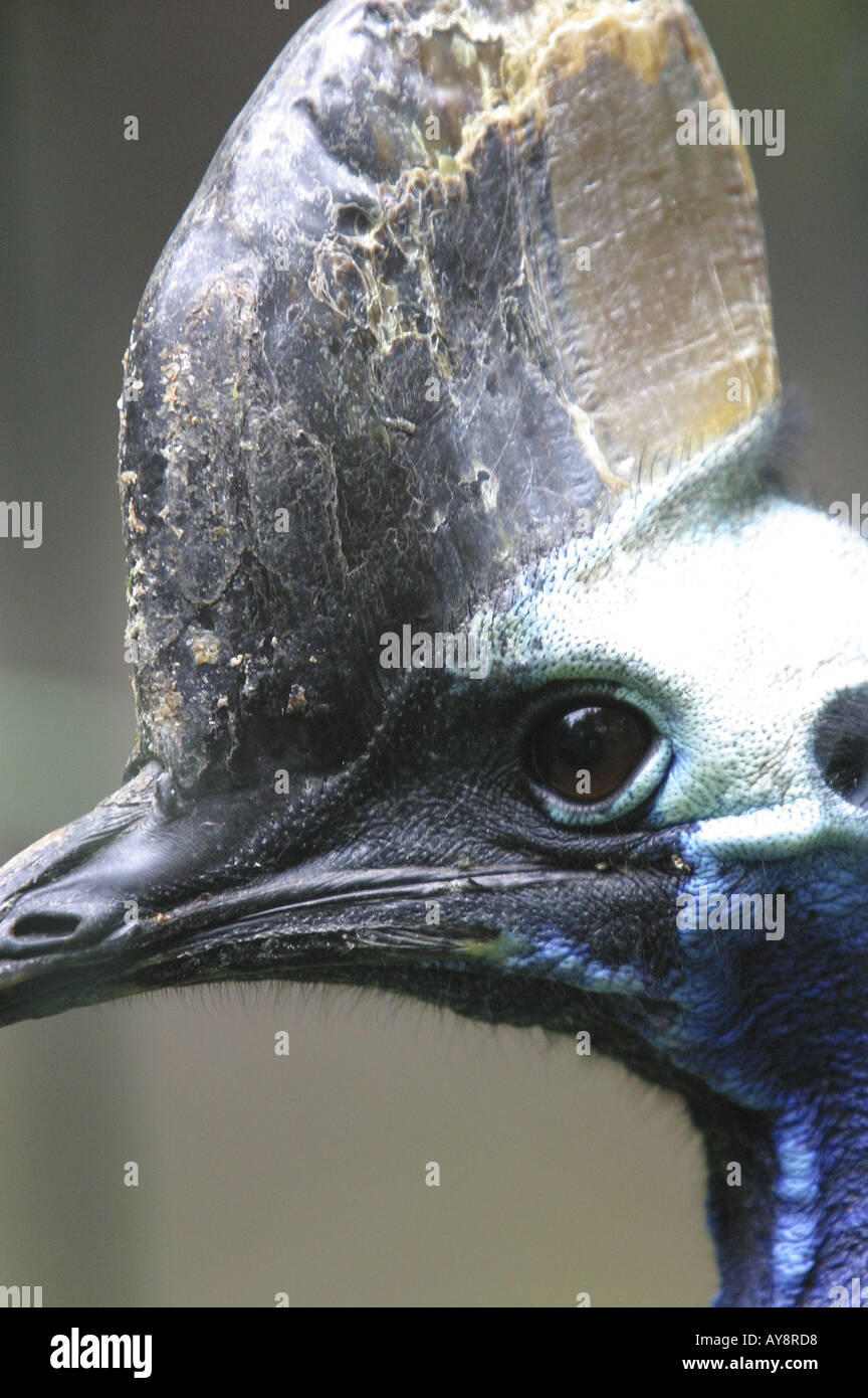 Exot zoo hi-res stock photography and images - Alamy