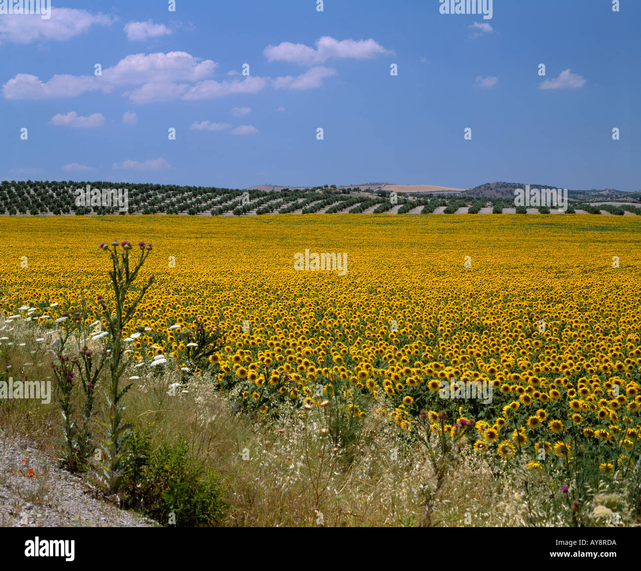 Sunflower field, Andalucia, Spain Stock Photo - Alamy
