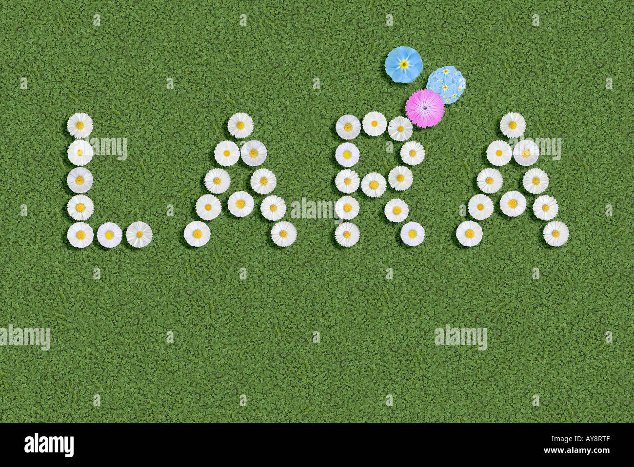 Lara flower hi-res stock photography and images - Alamy