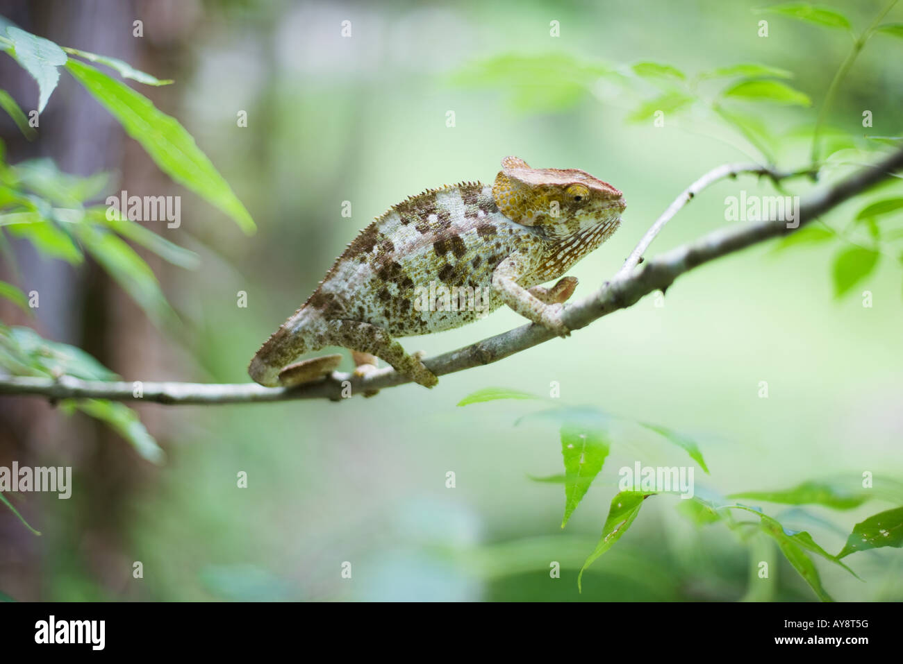 Chameleon resting on branch, side view Stock Photo - Alamy