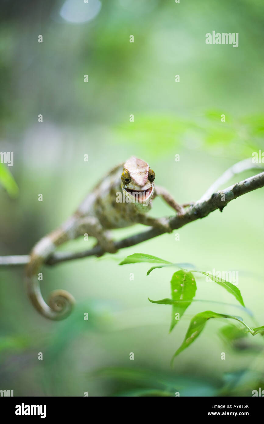Chameleon resting on branch, looking at camera Stock Photo - Alamy