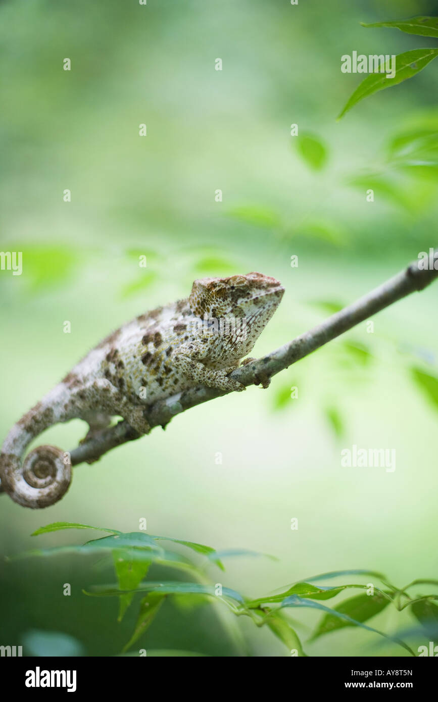 Chameleon resting on branch, side view Stock Photo - Alamy