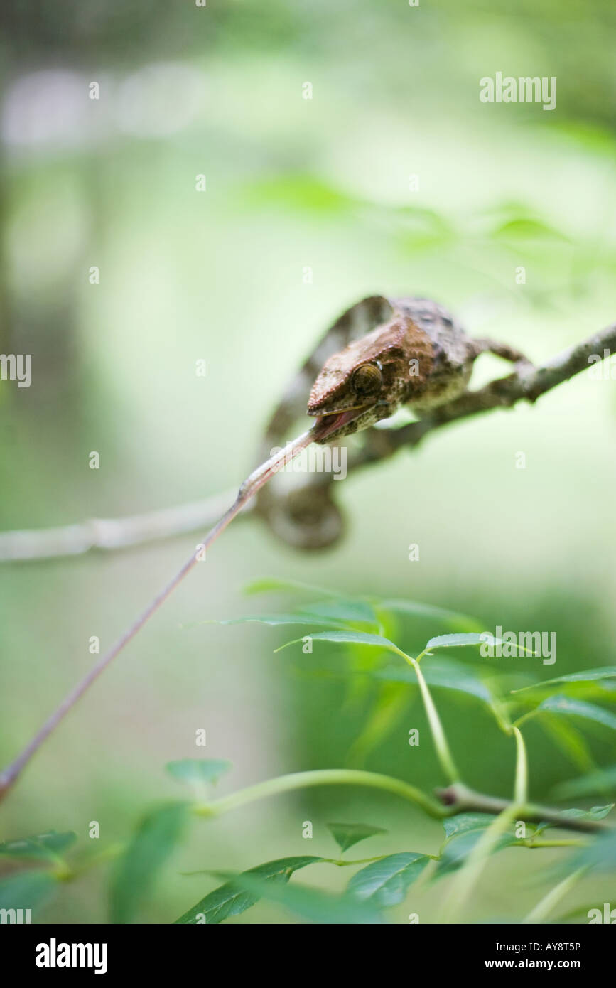 Chameleon resting on branch, eating twig Stock Photo - Alamy