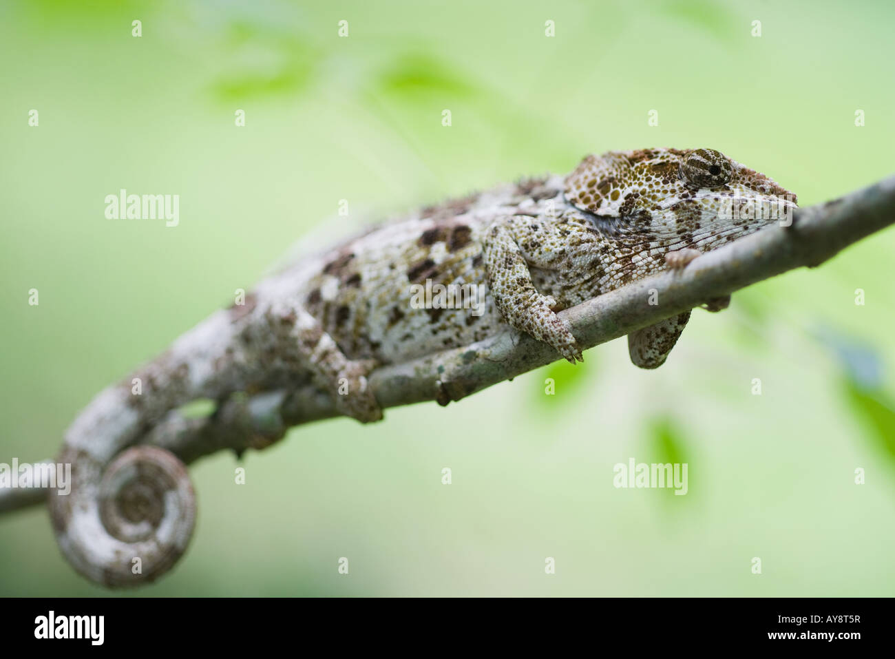 Chameleon resting on branch, side view, close-up Stock Photo - Alamy