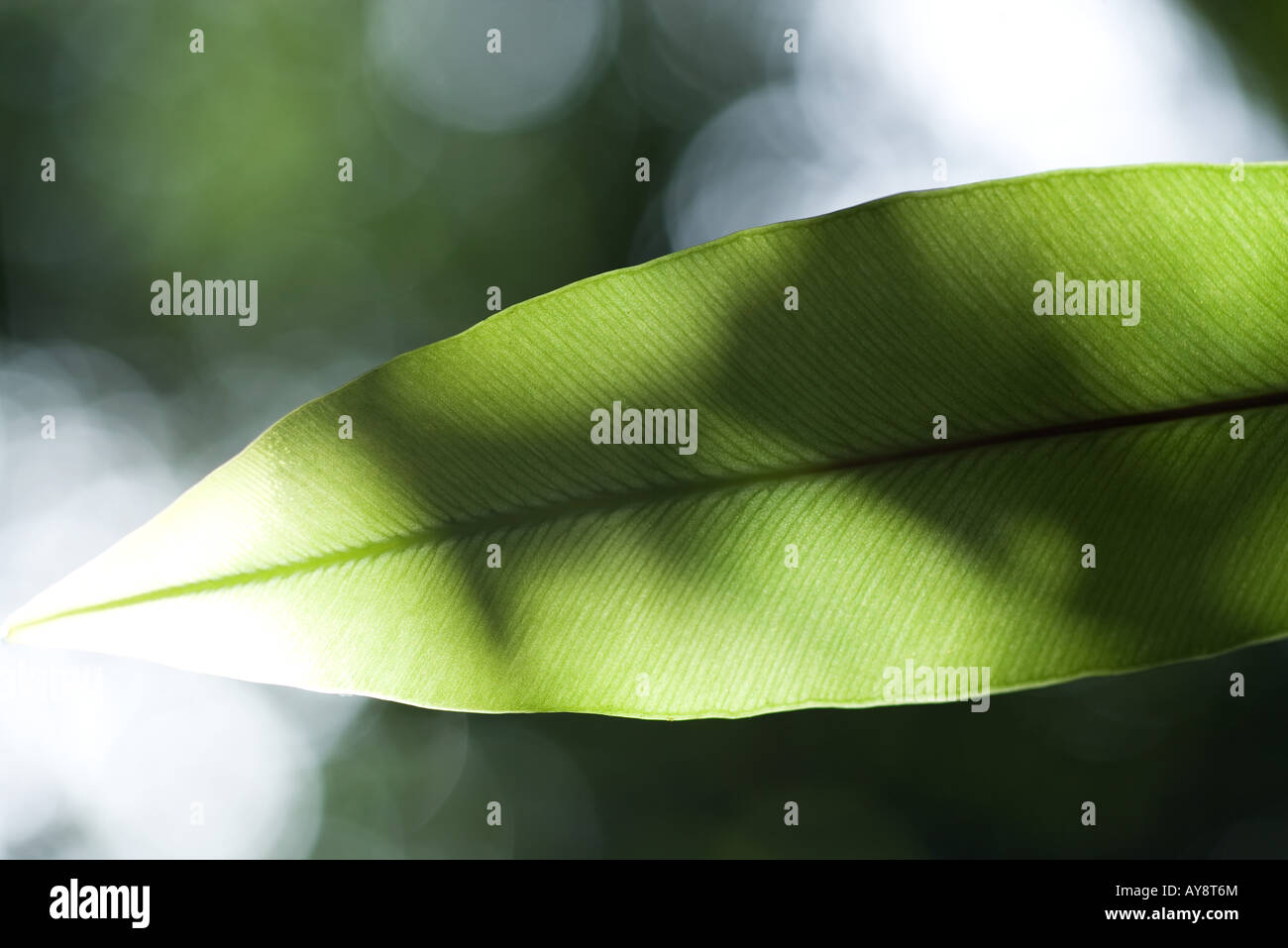 Leaf and sunlight, extreme close-up Stock Photo - Alamy