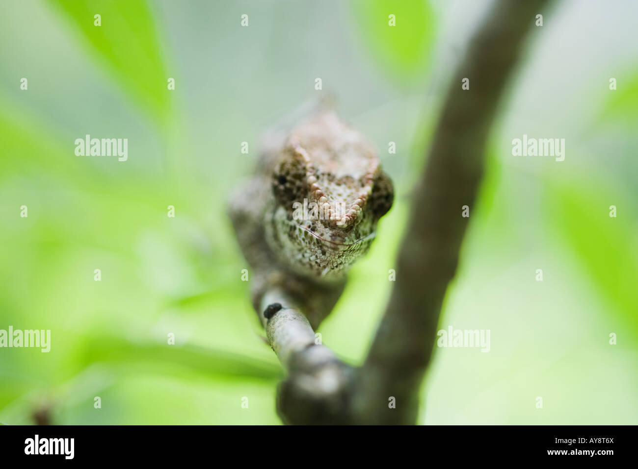 Chameleon on branch, front view, close-up Stock Photo - Alamy