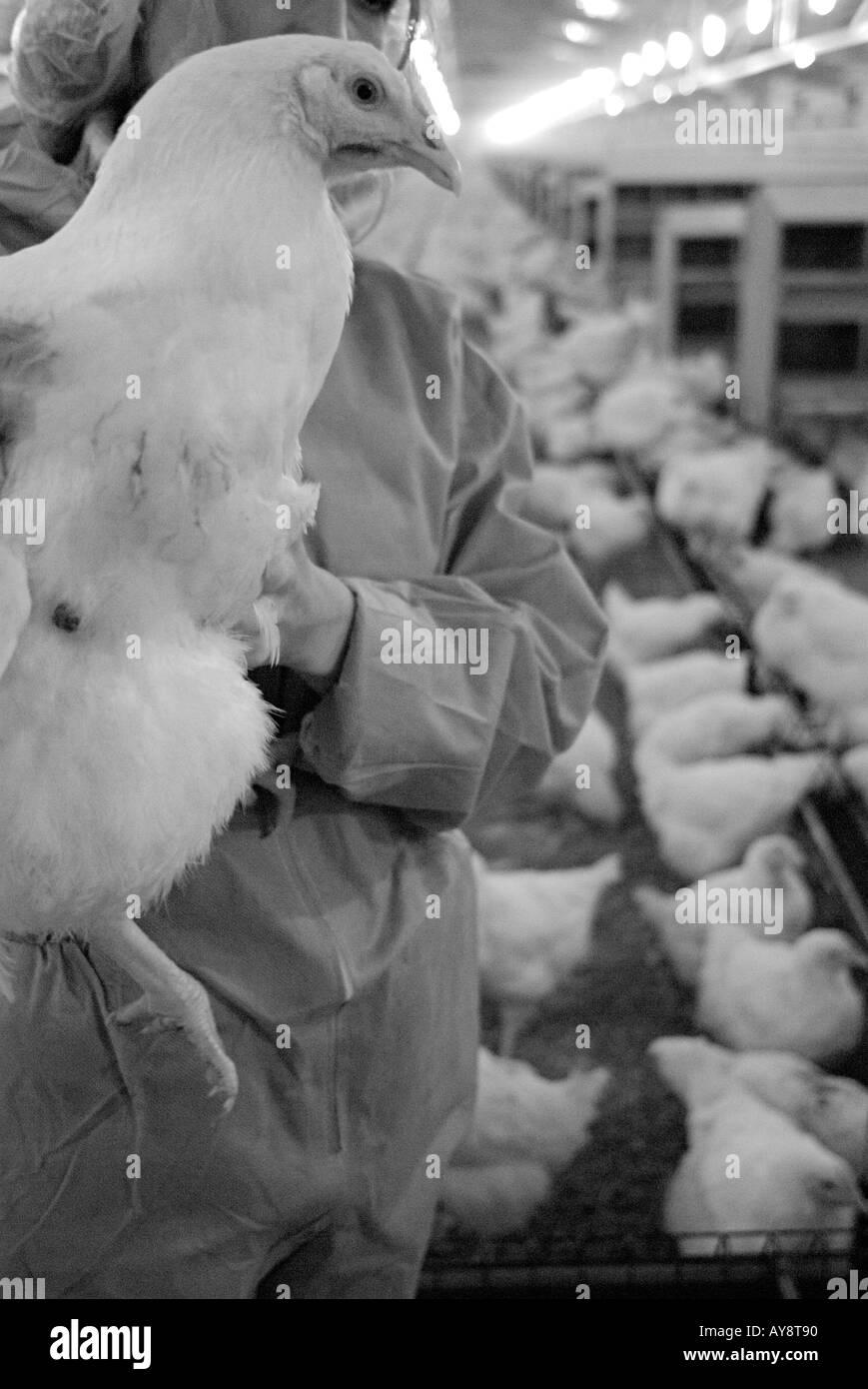 Ministry of Agriculture official examining an American Cobb chicken ...
