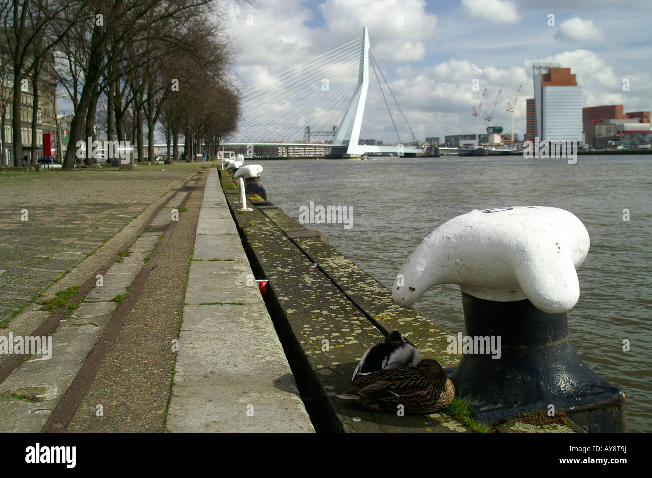 Rotterdam river side hi-res stock photography and images - Alamy