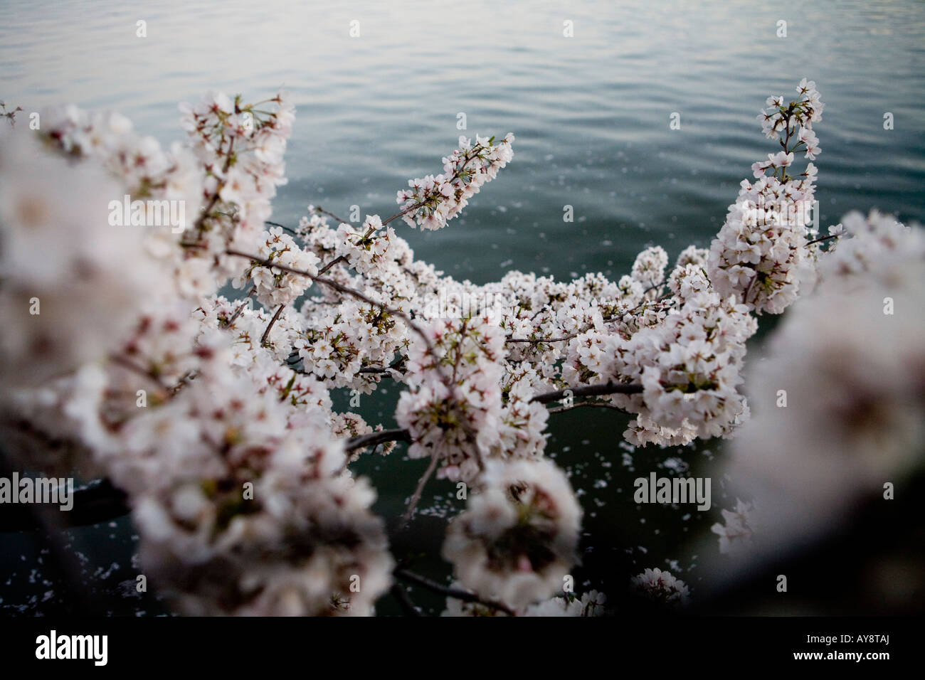 Cherry blossoms on tidal basin hi-res stock photography and images - Alamy