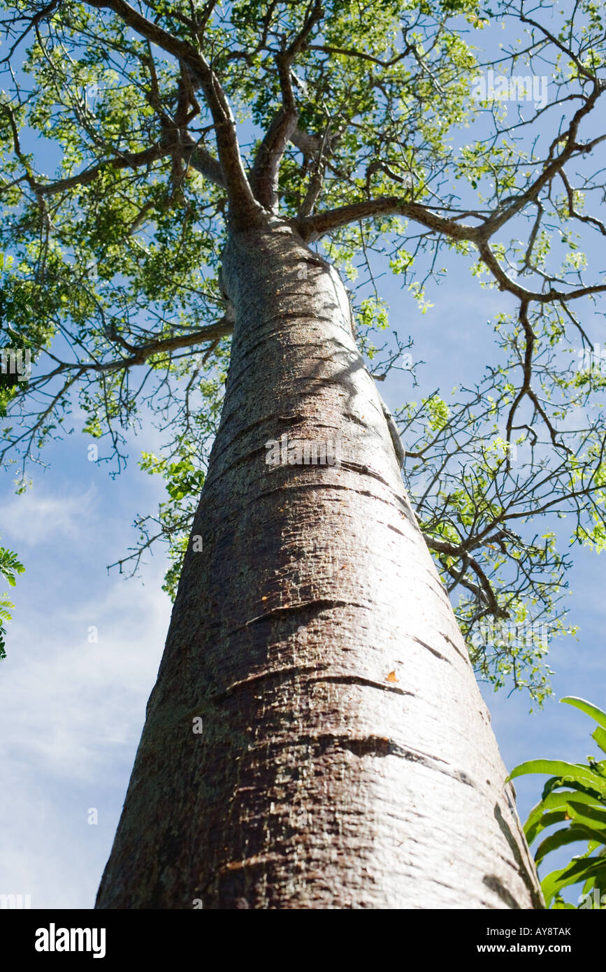 The tall tree hi-res stock photography and images - Alamy