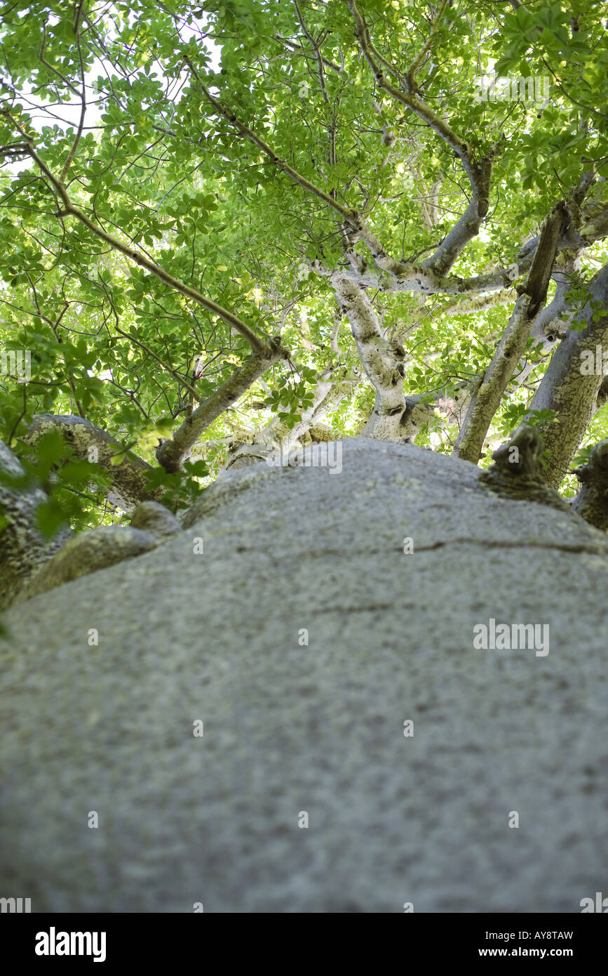 Tree, low angle view Stock Photo - Alamy