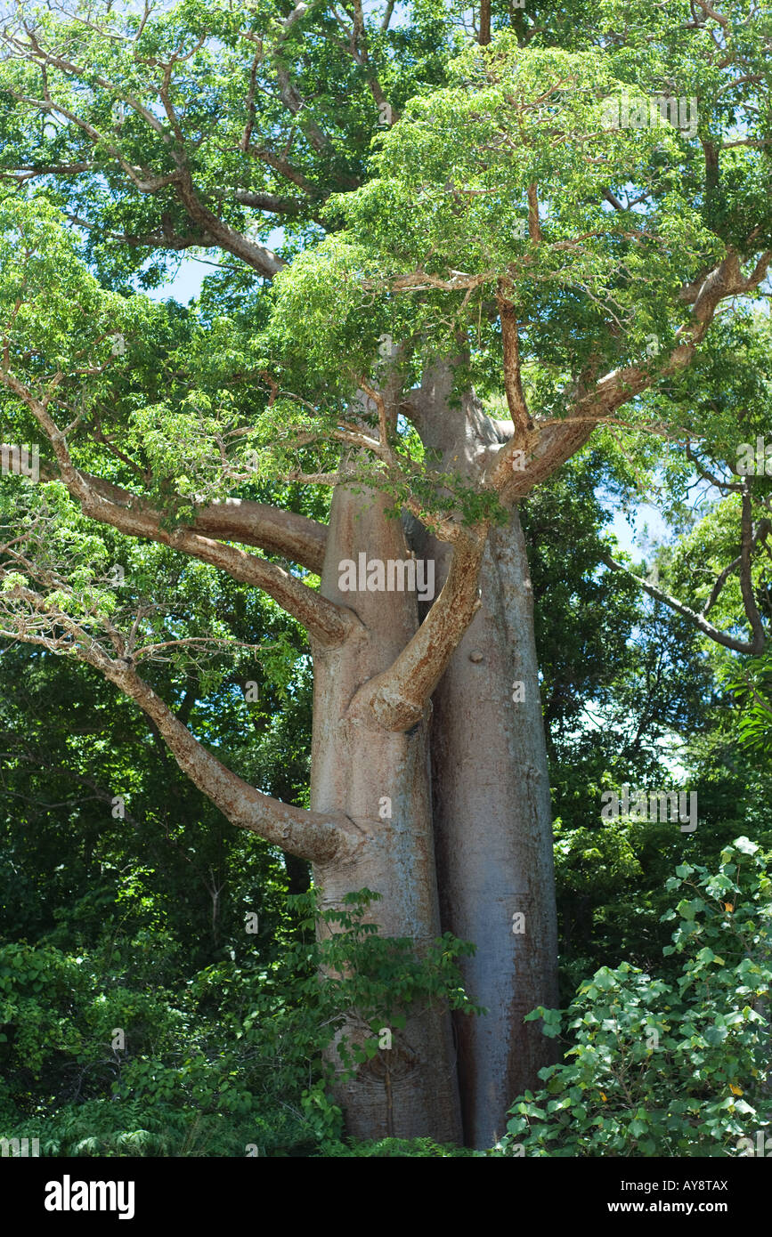 Baobab trees growing in forest Stock Photo - Alamy