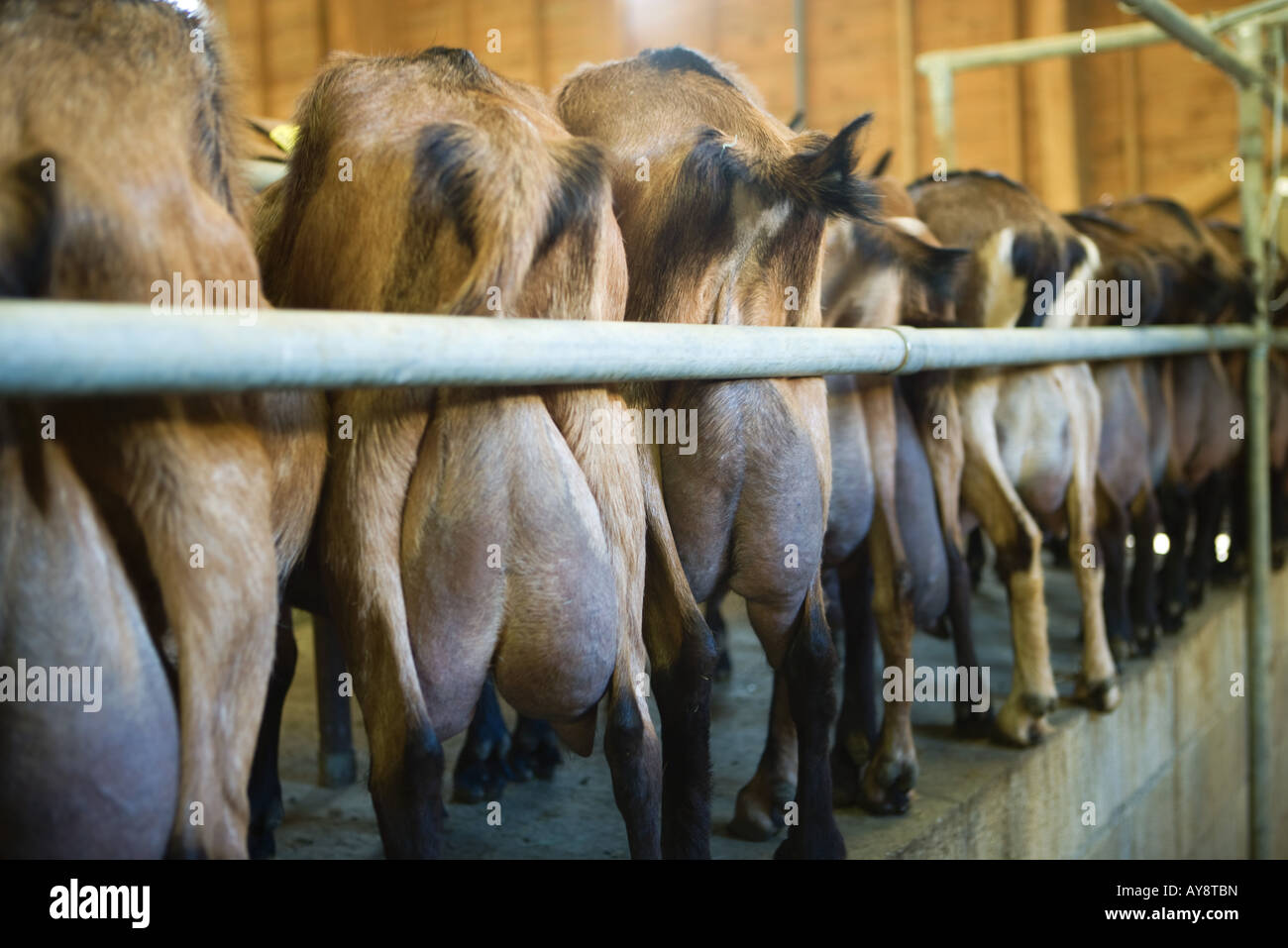 Goats lined up in barn, rear view Stock Photo - Alamy