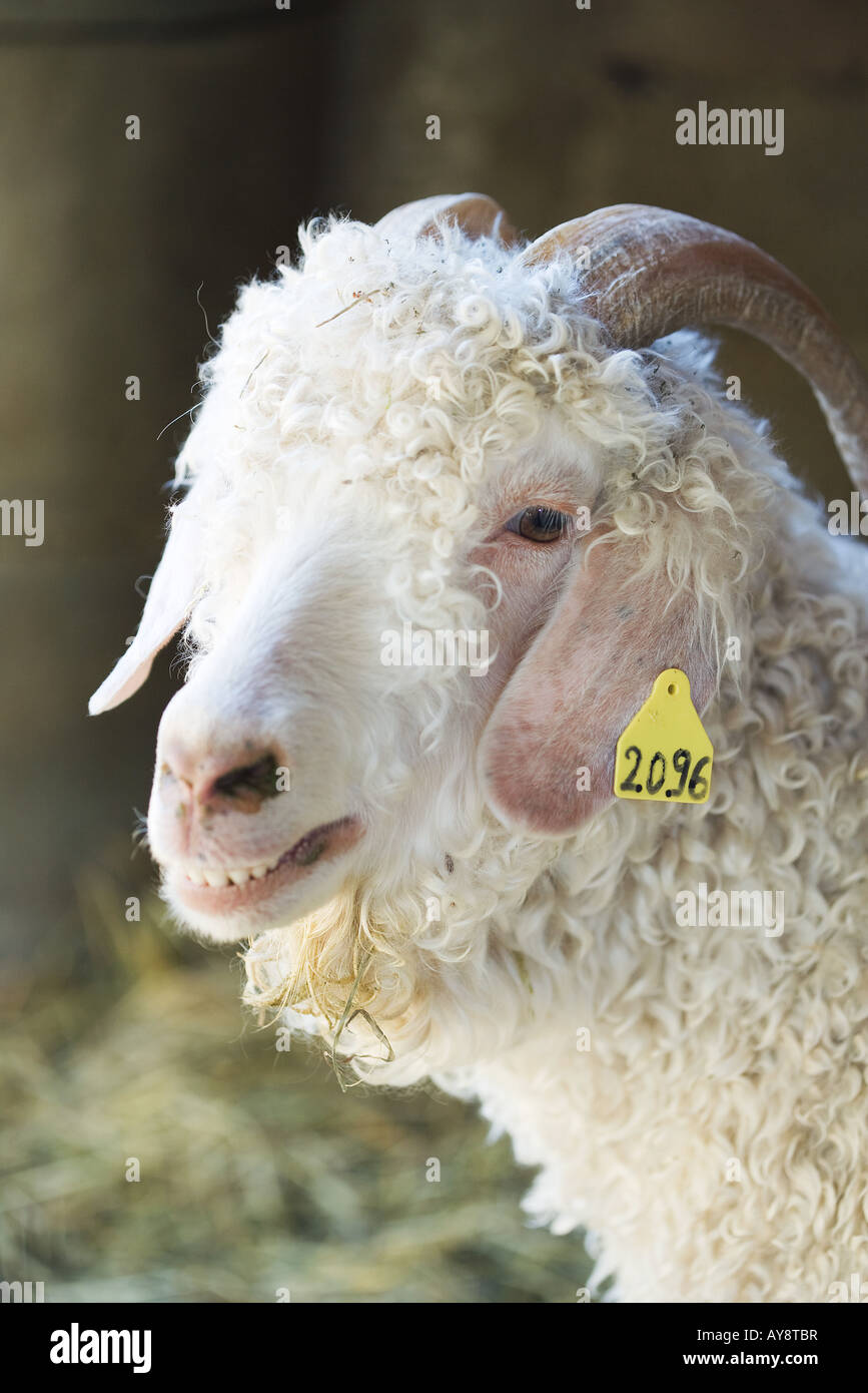 Angora goat with identification tag on ear, close-up Stock Photo - Alamy