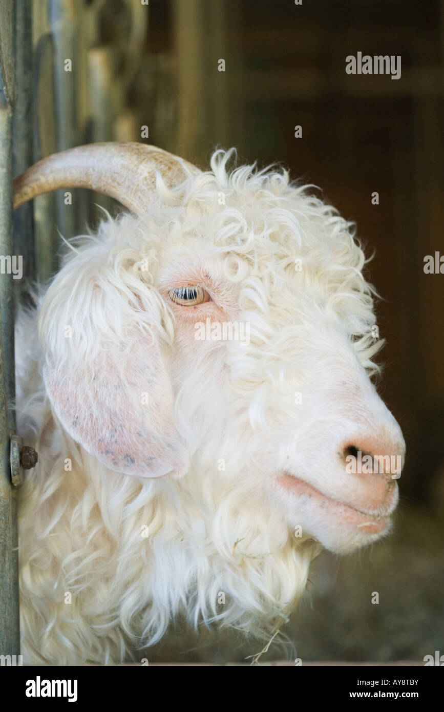 Angora goat horns hi-res stock photography and images - Alamy