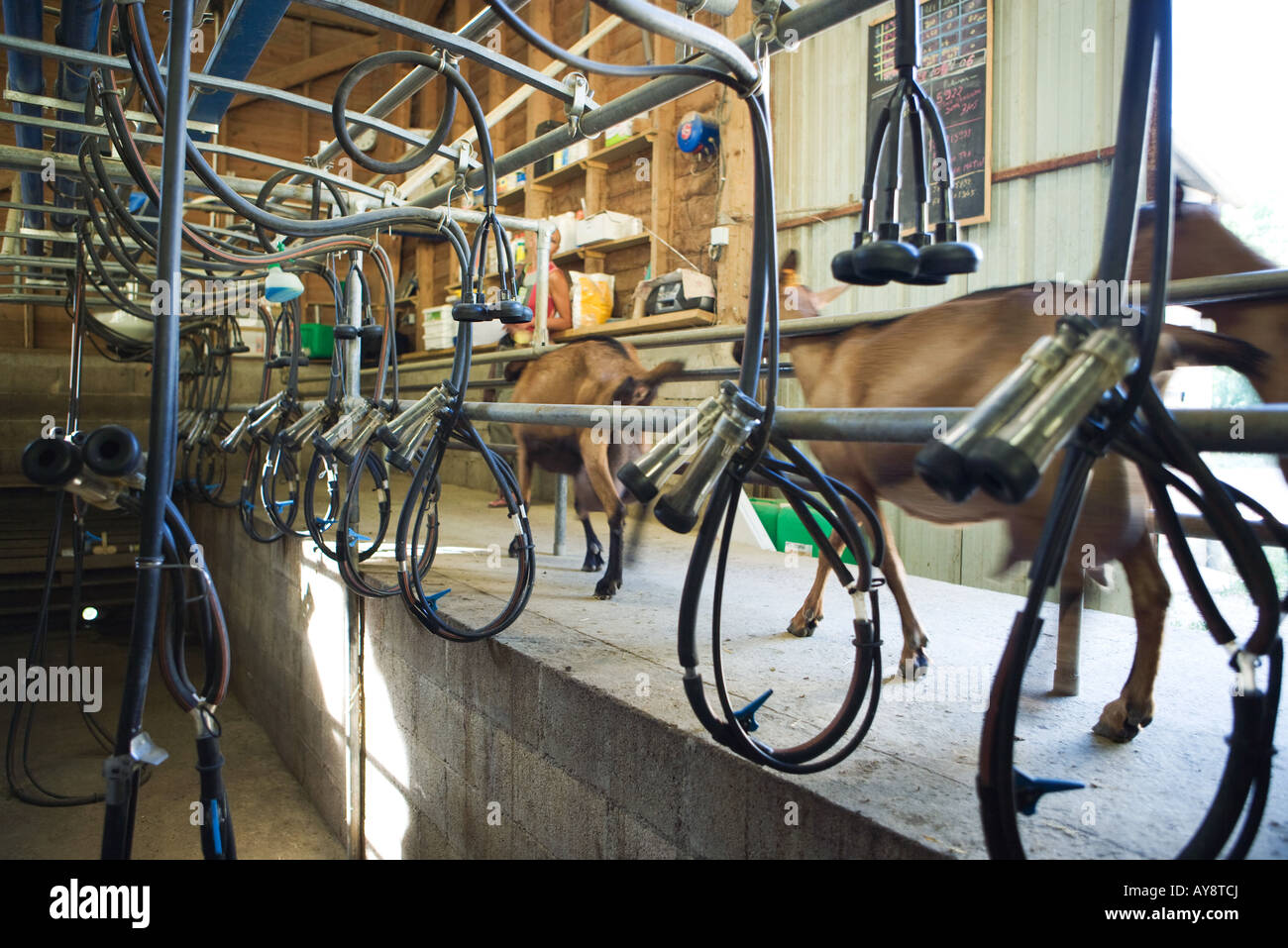Goats walking beside milking machine Stock Photo - Alamy