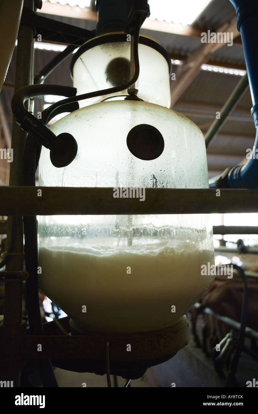 Milk collecting in milking machine Stock Photo - Alamy
