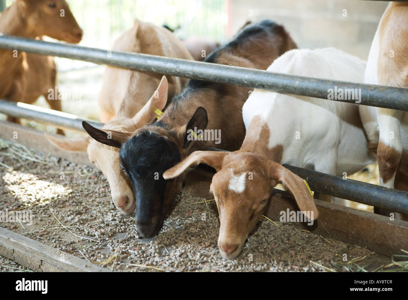 Goats reaching through railing, eating out of trough Stock Photo - Alamy
