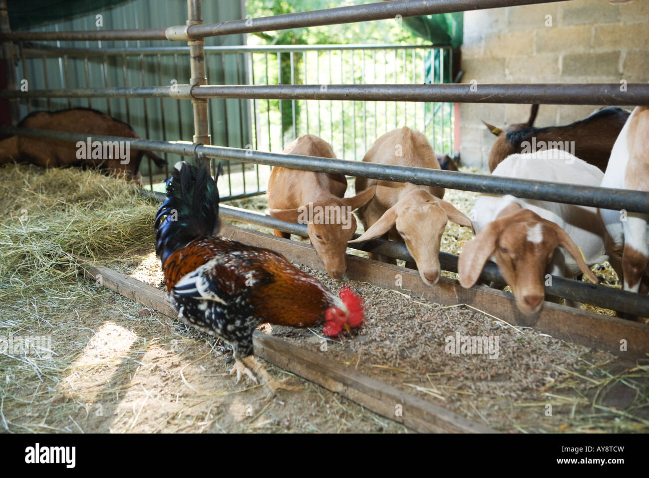Food Trough For Animals High Resolution Stock Photography and Images ...